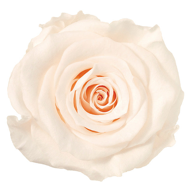 ローズ・いずみ – prefla shop