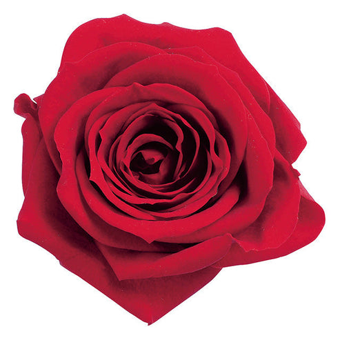 【プリザ】03480-321 ローズ・いずみ レッド – prefla shop